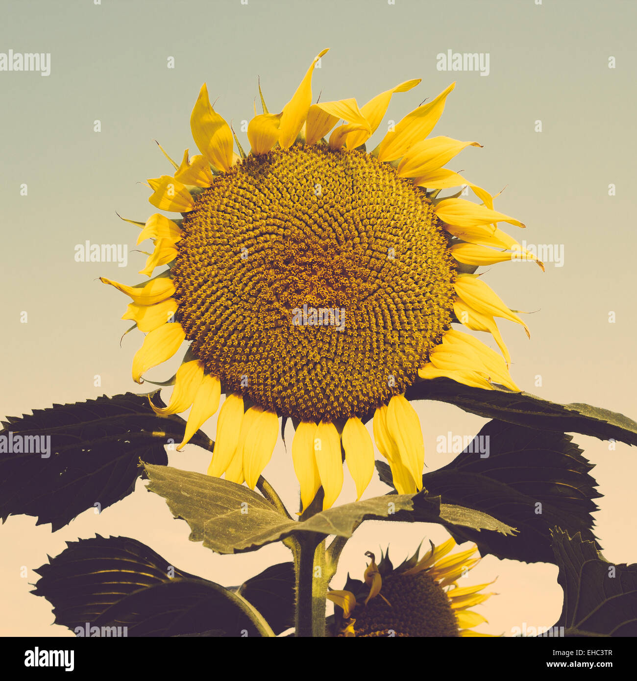 Vintage sunflower hi-res stock photography and images - Alamy
