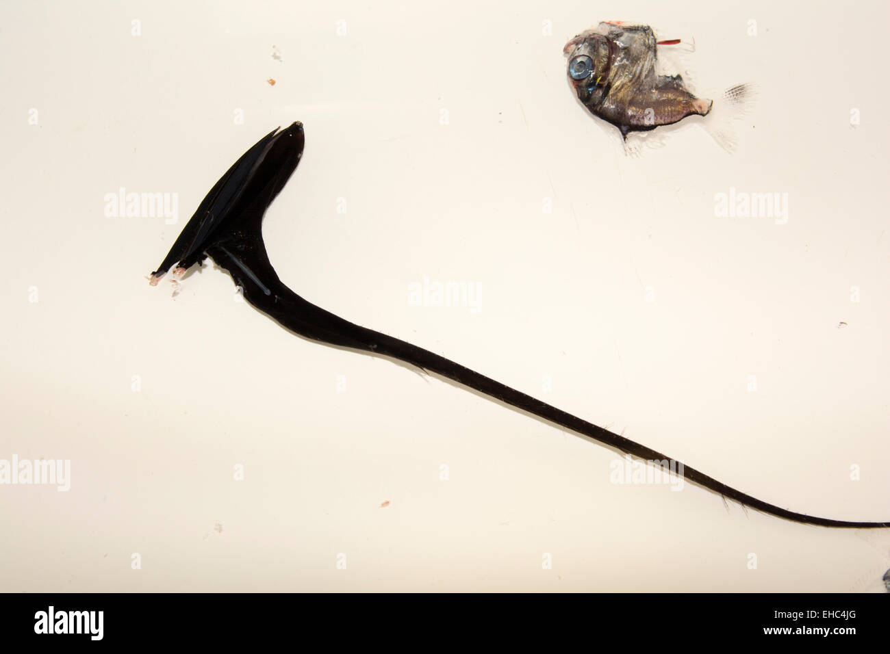 Pelican eel eurypharynx pelecanoides hi-res stock photography and ...