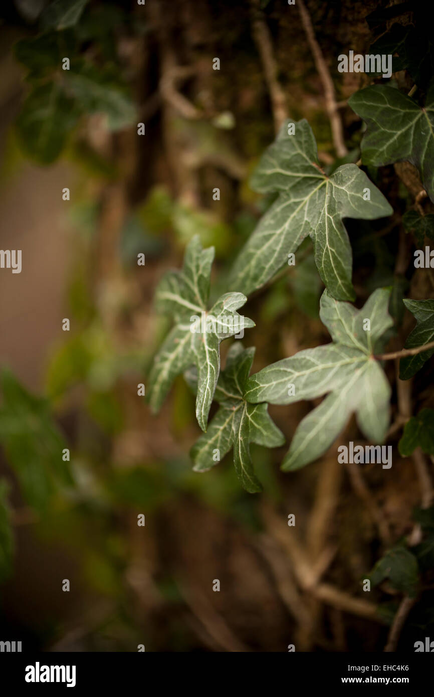 Green trailing ivy hi-res stock photography and images - Alamy