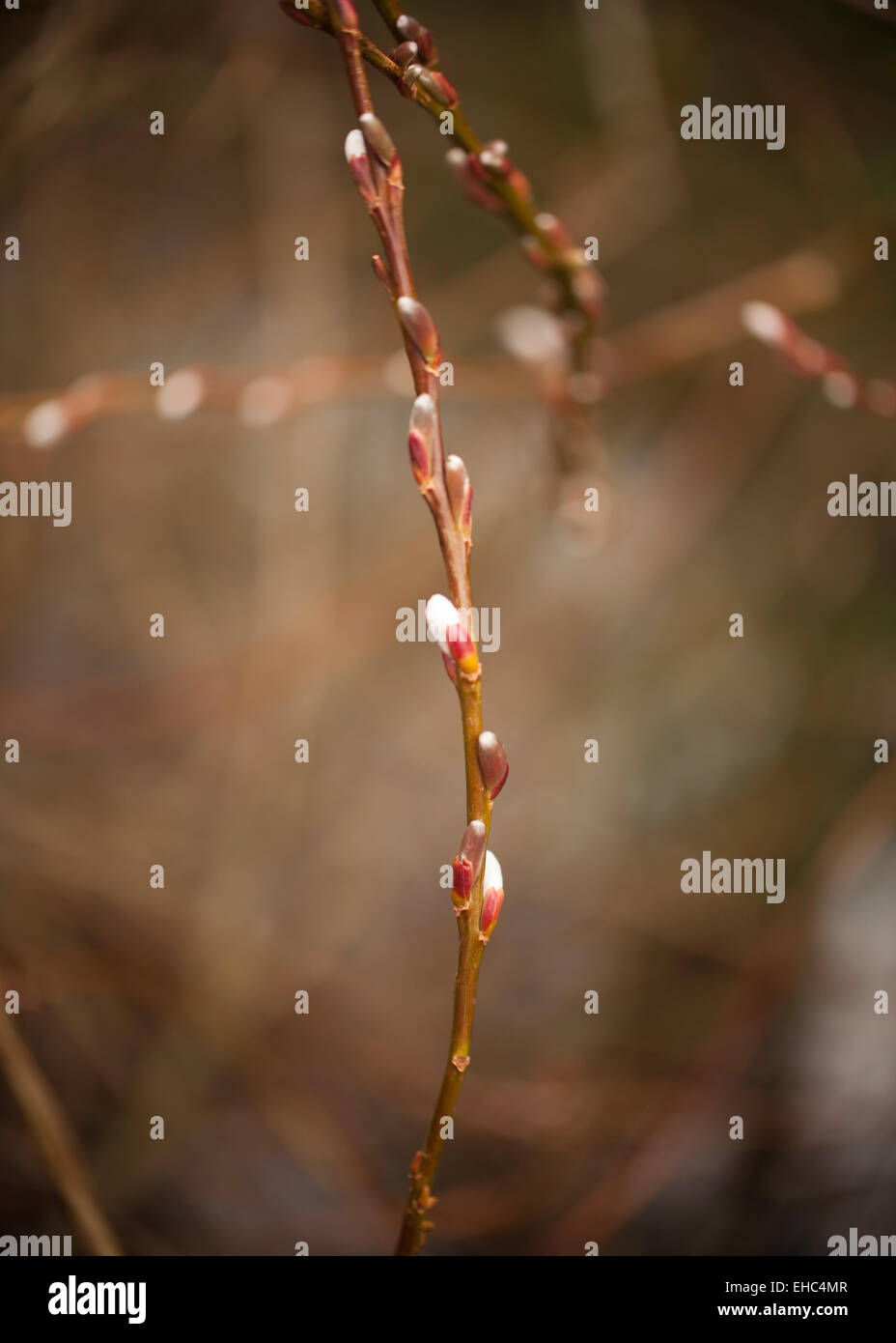 Catkins In Spring Stock Photos & Catkins In Spring Stock Images - Alamy