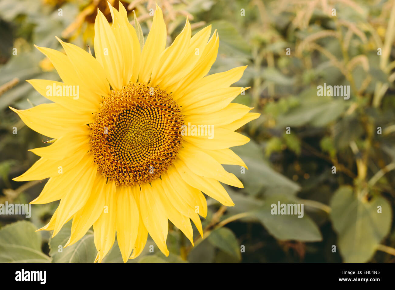 Sunflower close up hi-res stock photography and images - Alamy