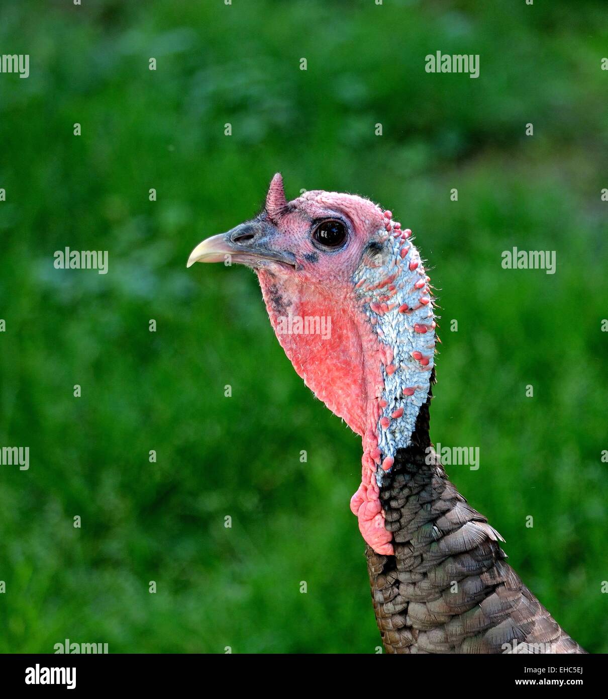 Turkey head hi-res stock photography and images - Alamy