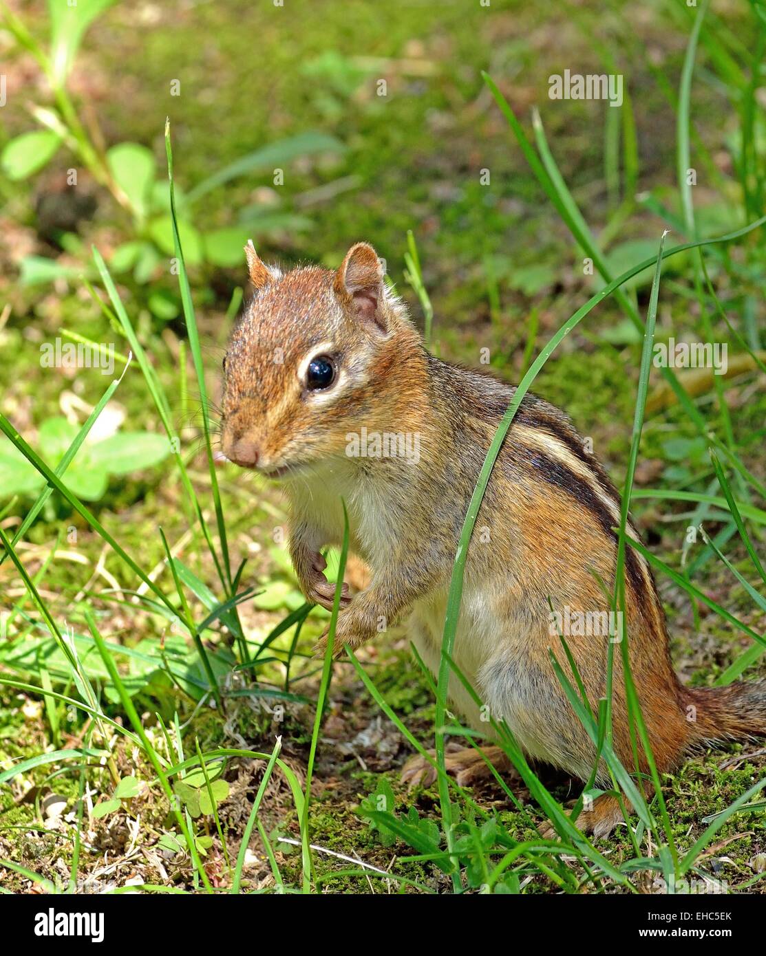 Closeup of a chipmunk as he is looking around after he came out of his ...