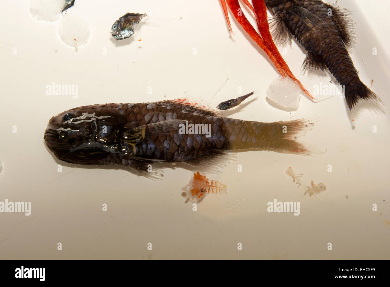 Scientists are trawling from the deep sea in 500 to 1000 meters in the ...