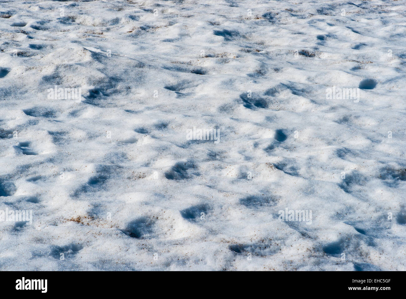 Melting snow texture. Perspective view of dark and dirty snow Stock ...