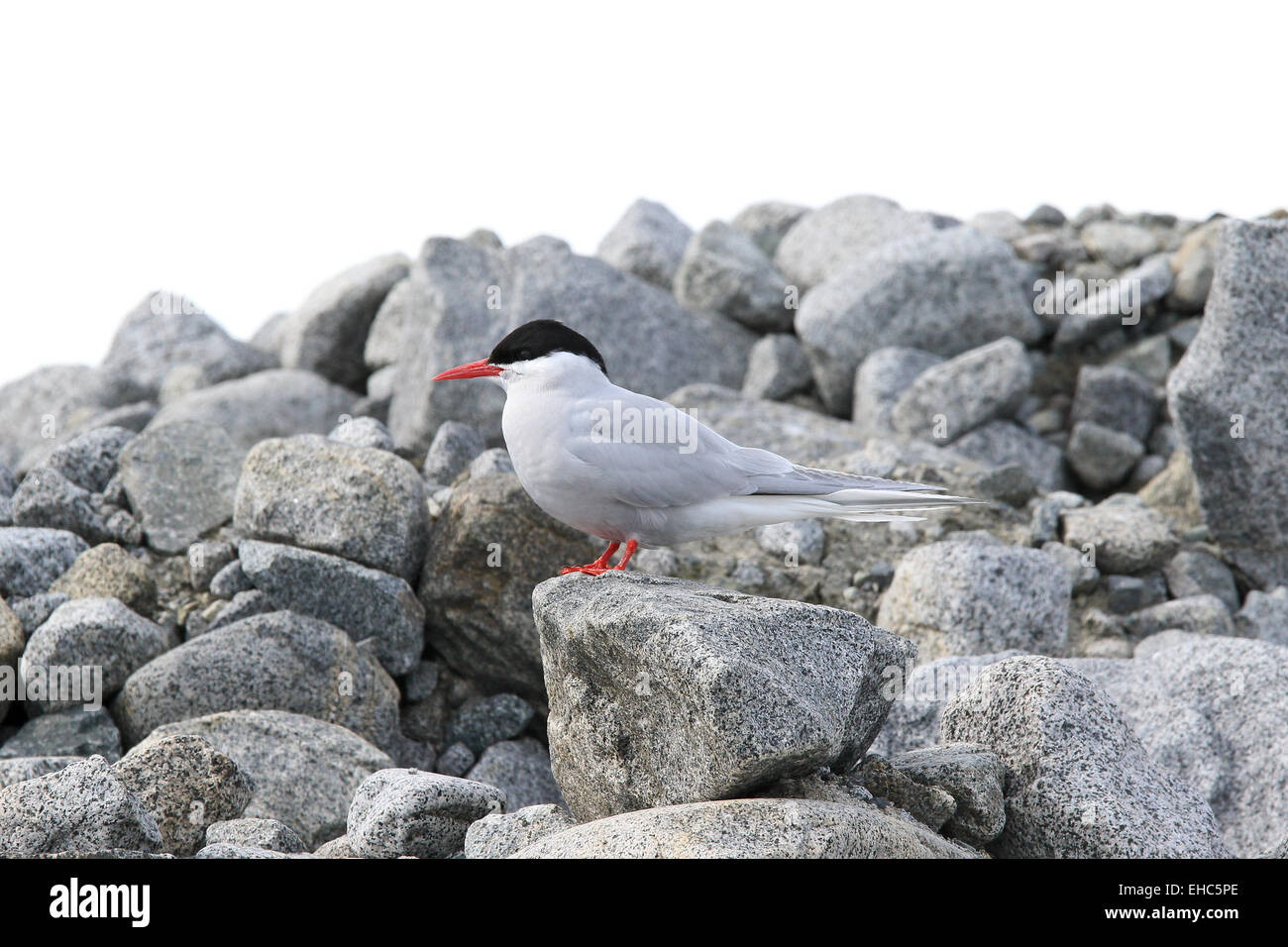 Antarctic tern, bird, in Antarctica perched on rocks. (Sterna vittata Stock Photo - Alamy