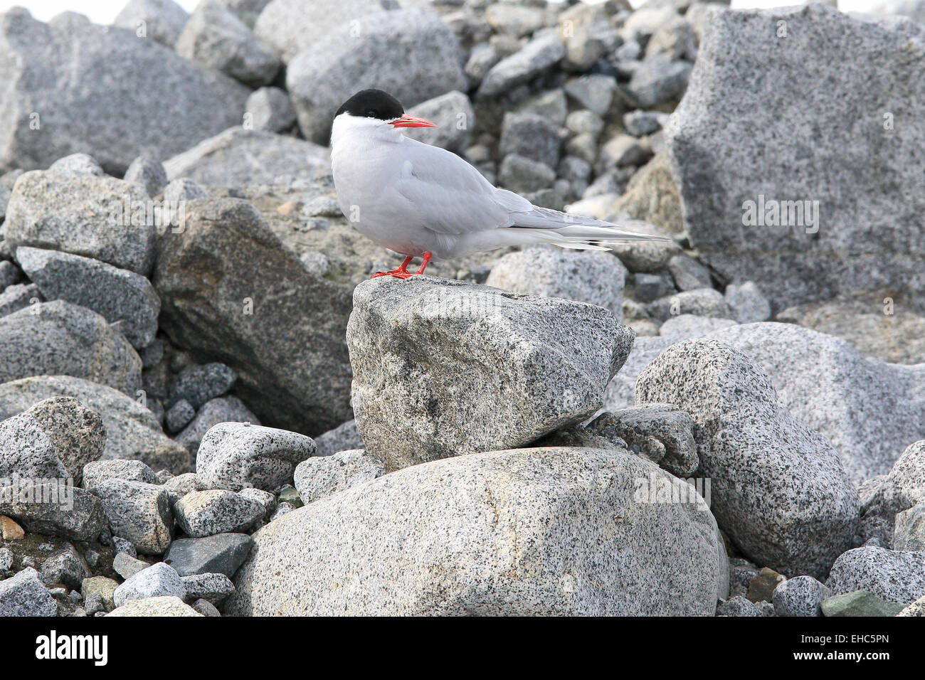 Antarctic tern, bird, in Antarctica perched on rocks. (Sterna vittata Stock Photo - Alamy