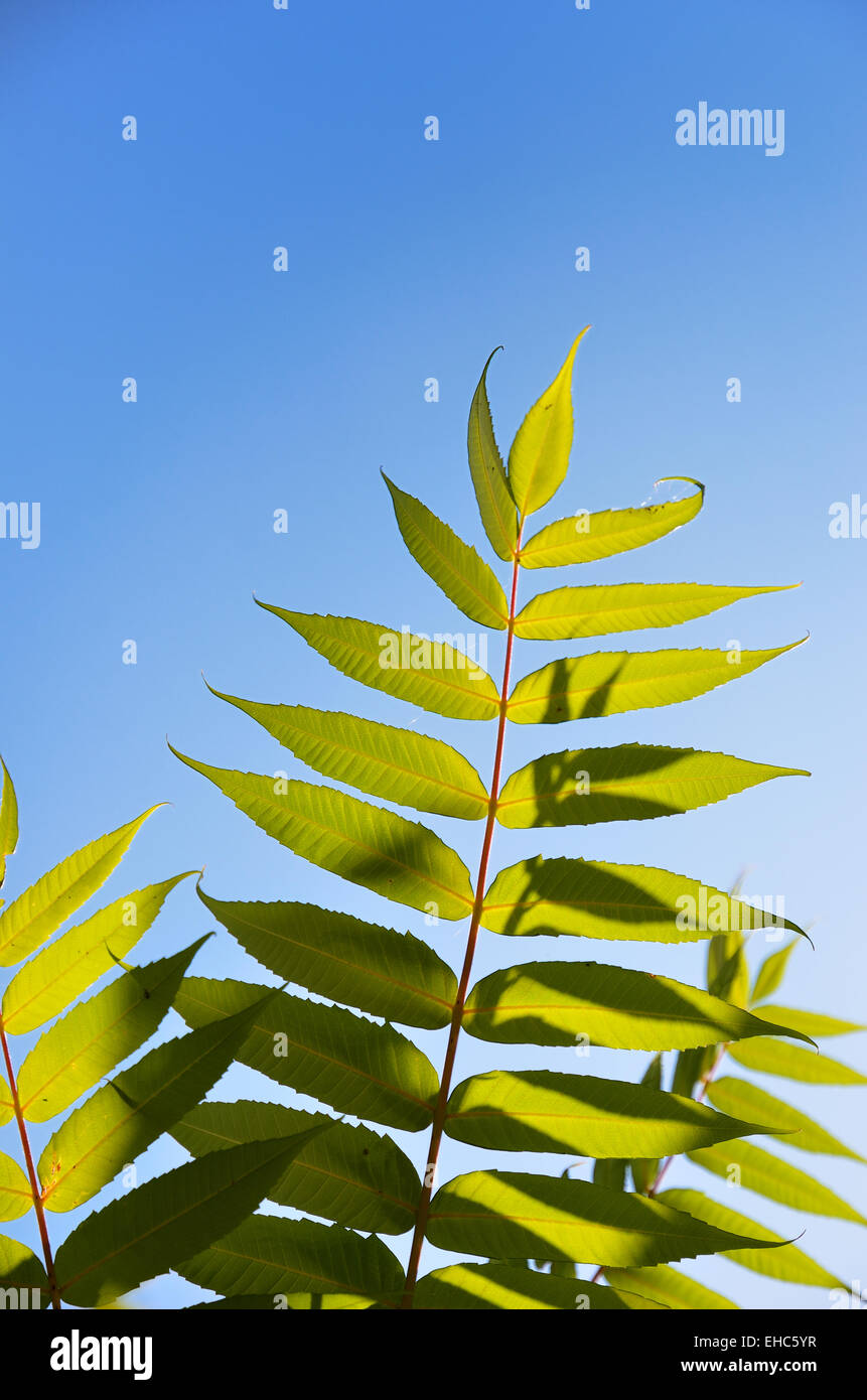 Sunlit green leaf hi-res stock photography and images - Alamy