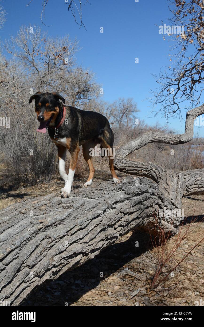 Dog walking on fallen tree Stock Photo - Alamy