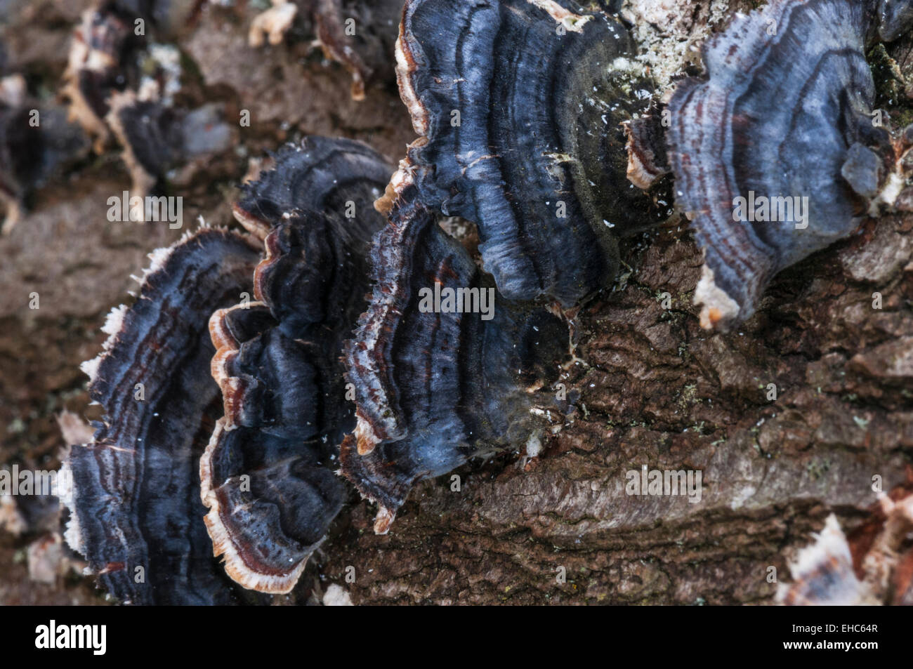 Fungus on a dead tree hi-res stock photography and images - Alamy