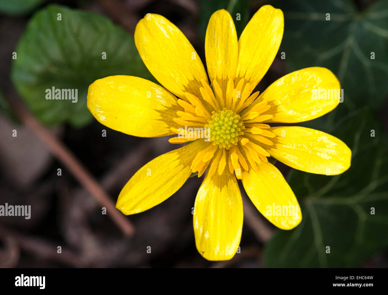 Young ranunculus hi-res stock photography and images - Alamy