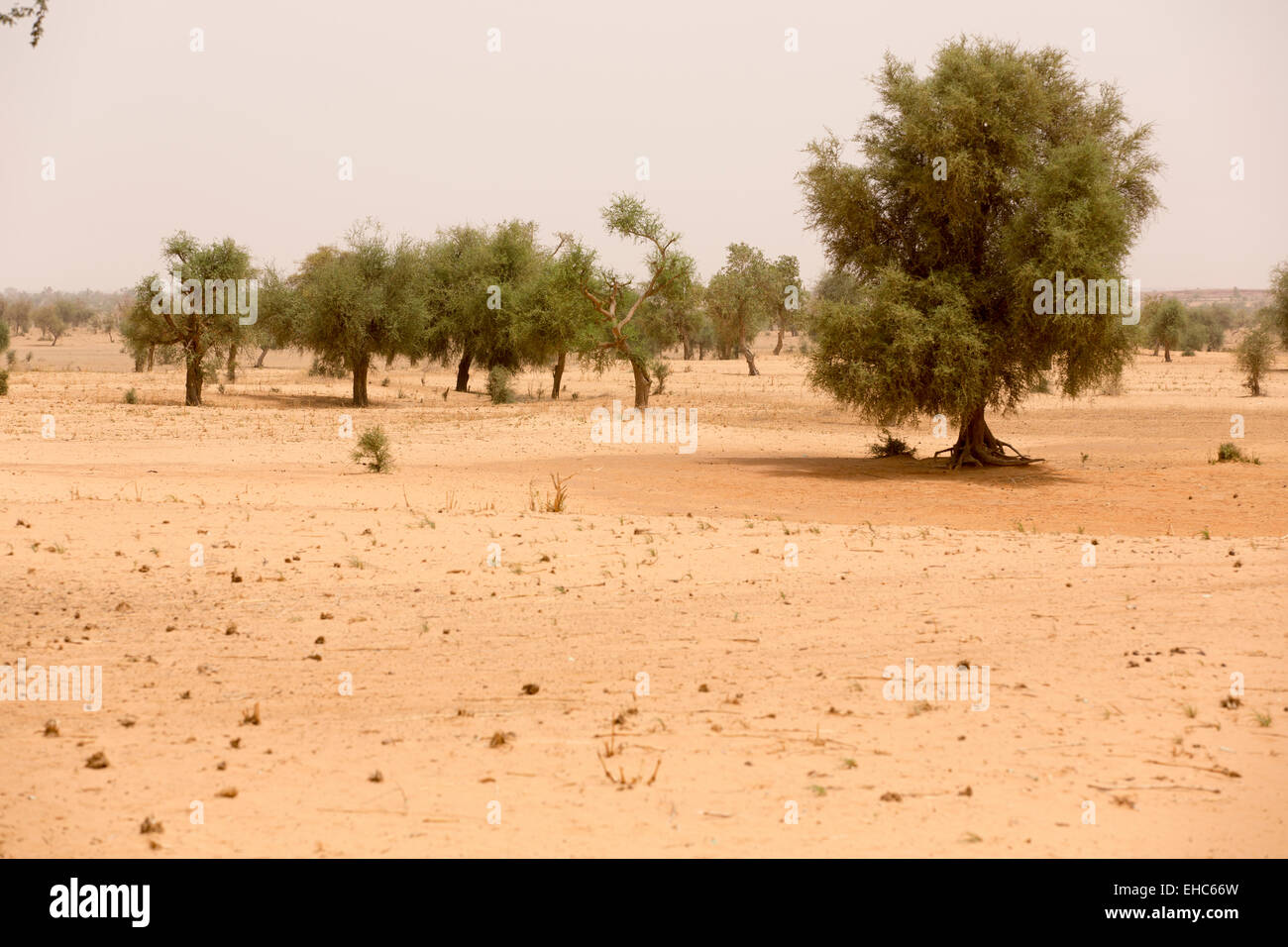 Niger drought tree hi-res stock photography and images - Alamy