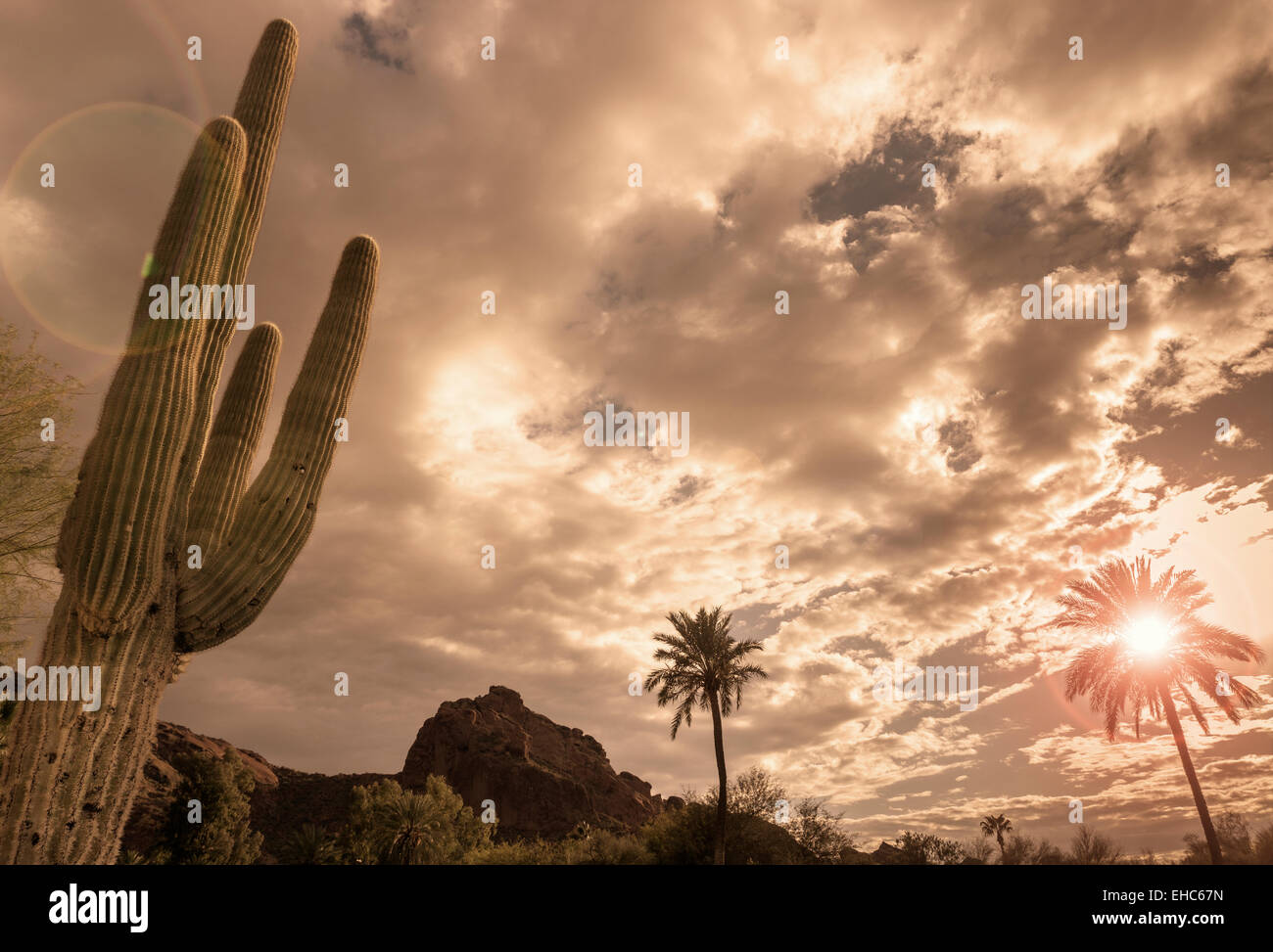 Desert landscape saguaro cactus big sky and mountain background Stock ...