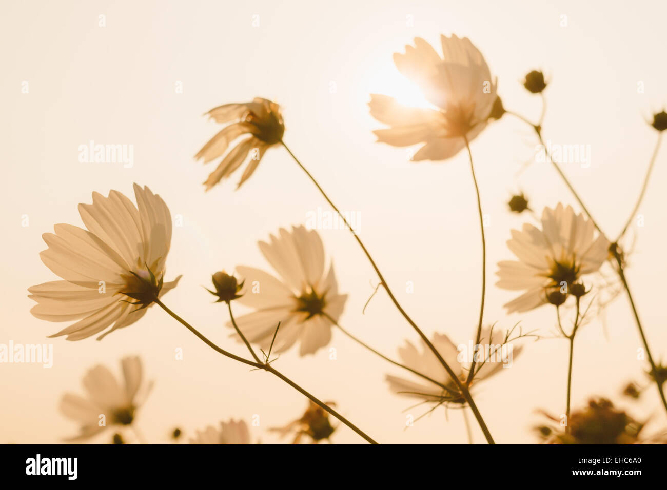 Cosmos flower sunset vintage hi-res stock photography and images - Alamy