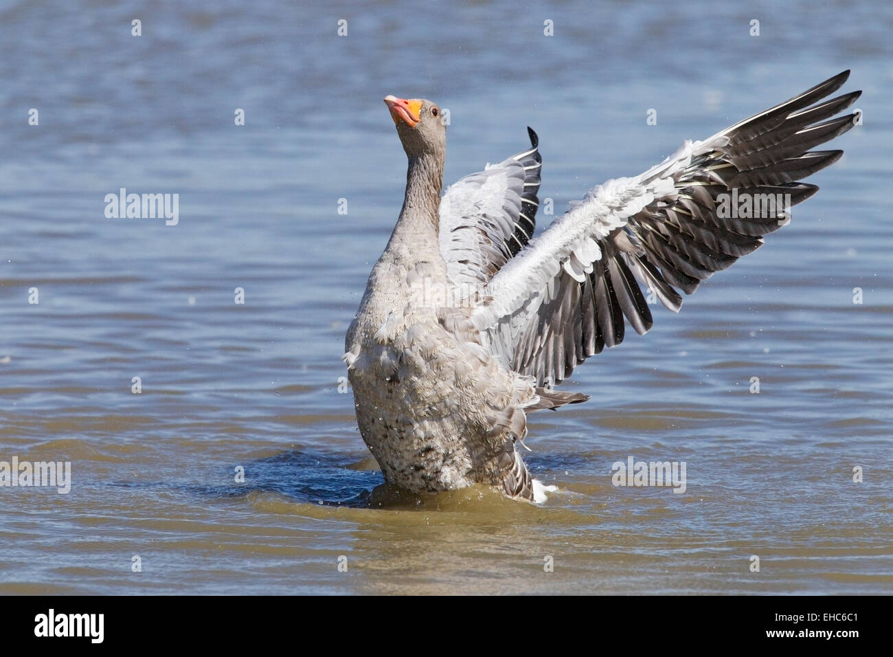 Goose claws hi-res stock photography and images - Alamy
