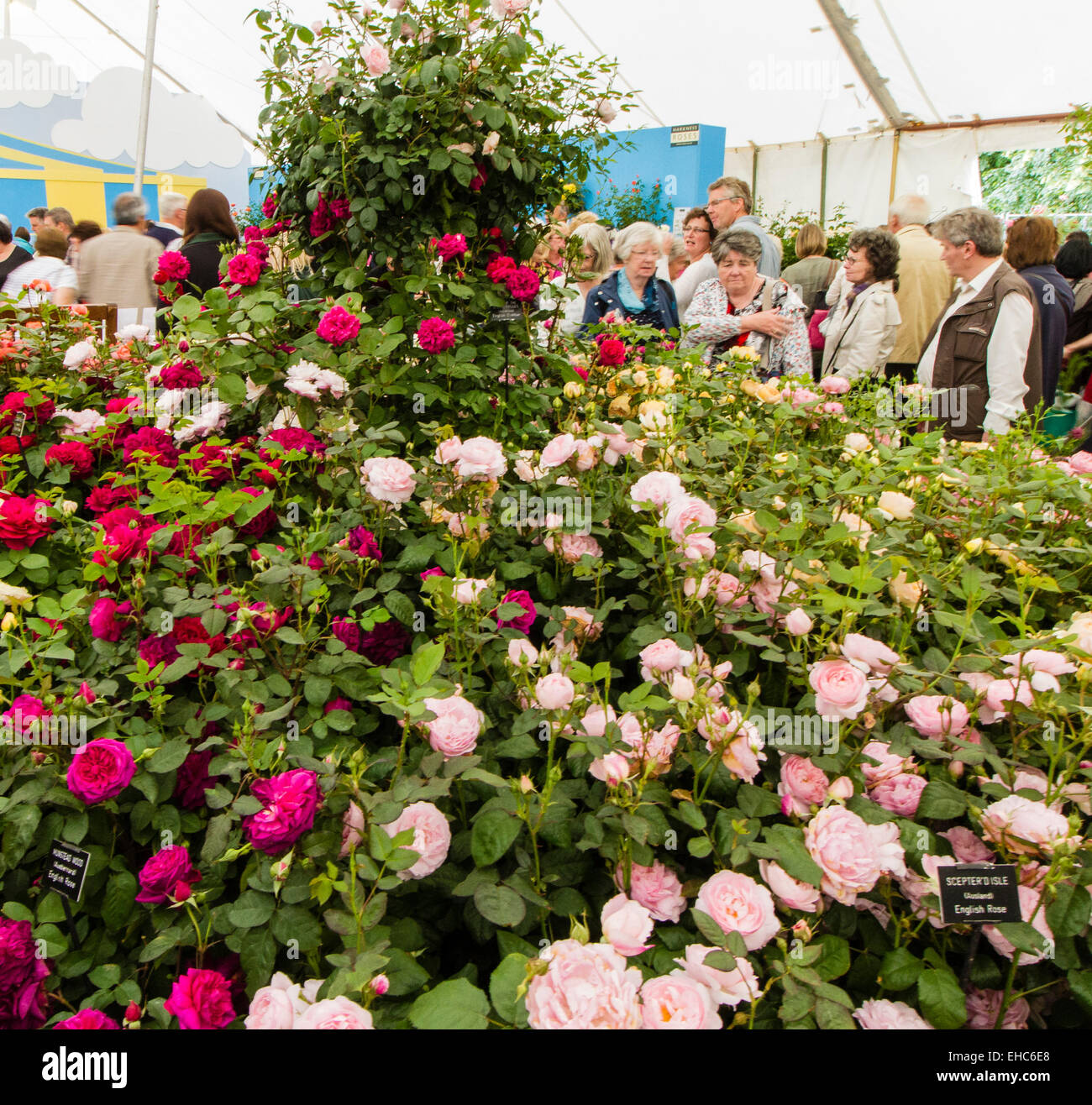 Rhs hampton garden hi-res stock photography and images - Alamy