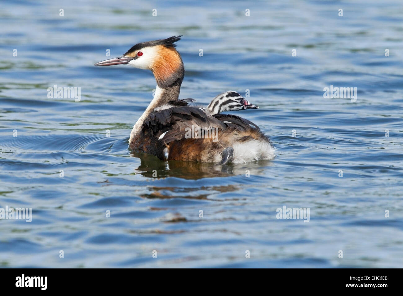 Swims swim water breed breeding chick hi-res stock photography and ...