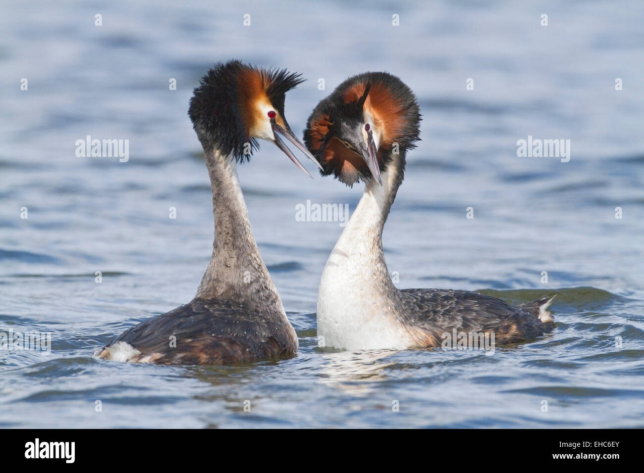 Great crested grebe hi-res stock photography and images - Alamy