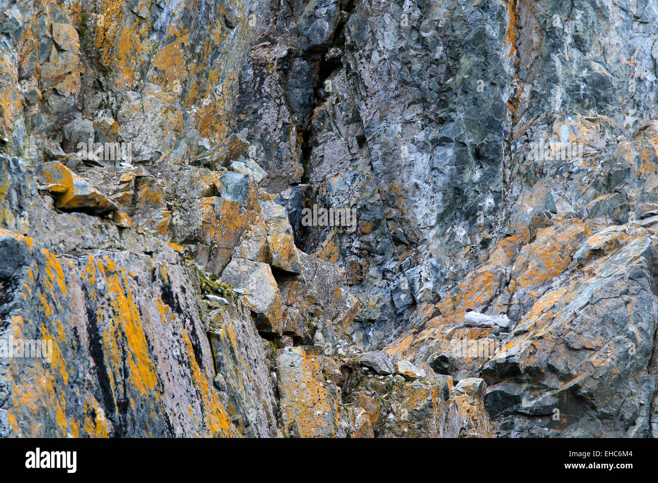 Antarctic terns,tern, nesting on cliff rocks on Half Moon Island, in ...