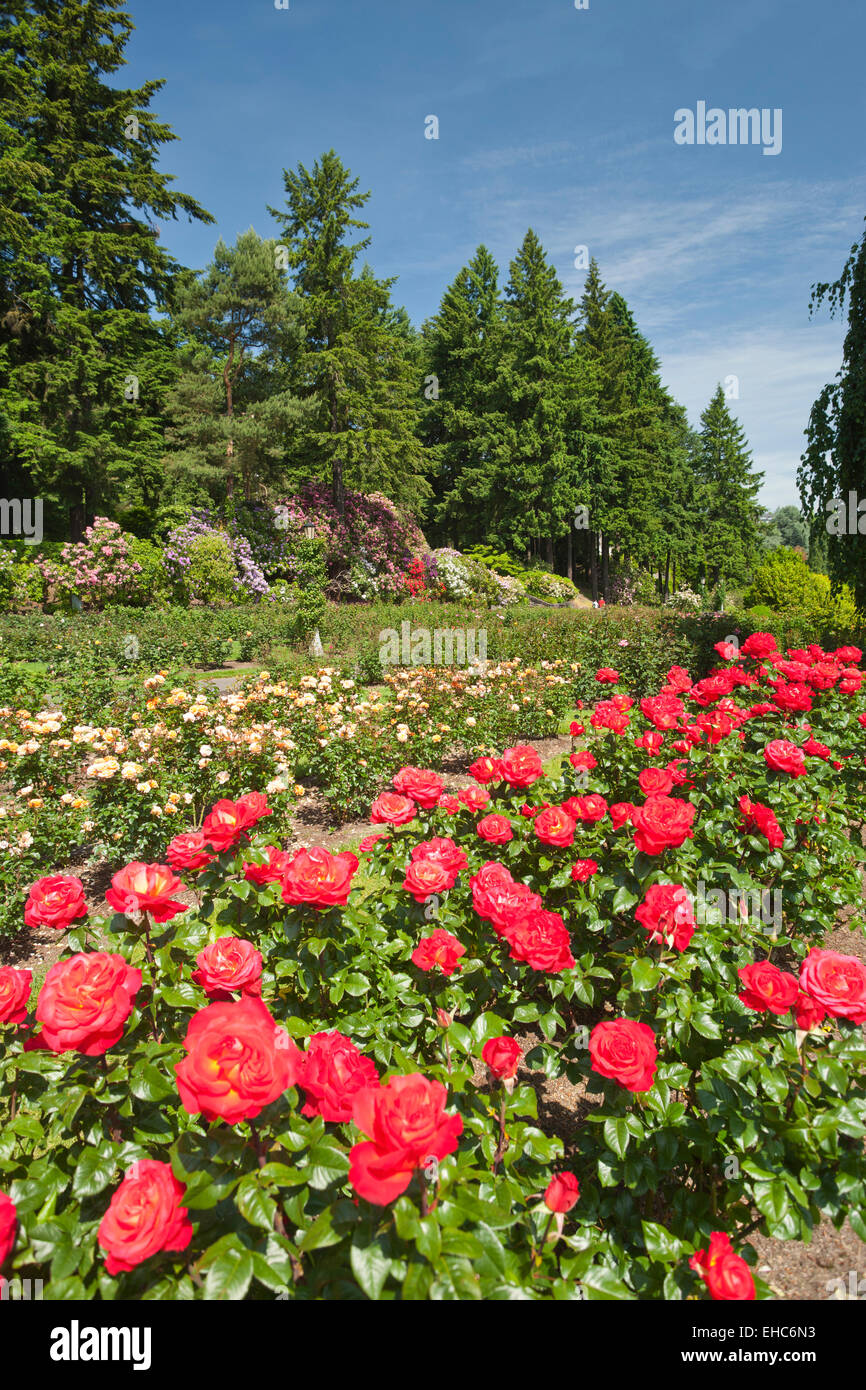 Portland rose test garden hi-res stock photography and images - Alamy