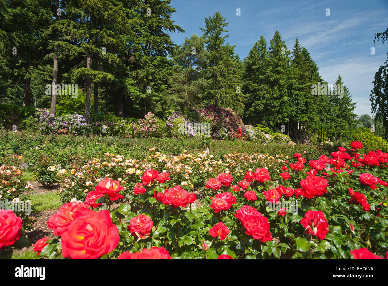 INTERNATIONAL ROSE TEST GARDEN WASHINGTON PARK PORTLAND OREGON USA ...