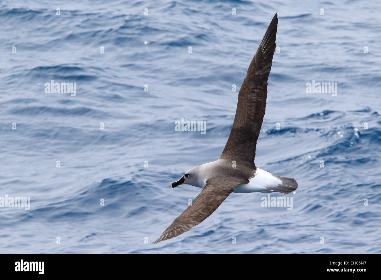 Grey headed, Grey-headed, albatross bird flying above Drake Passage ...