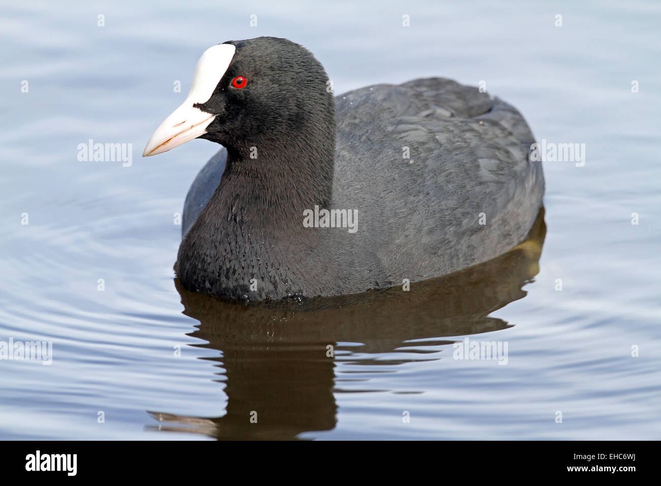 Coot legs hi-res stock photography and images - Alamy