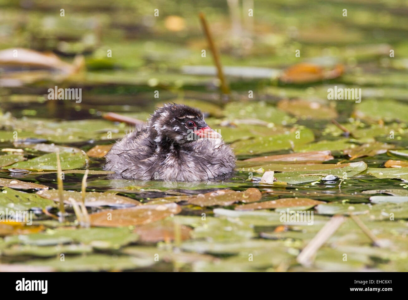 Baby little grebe hi-res stock photography and images - Alamy