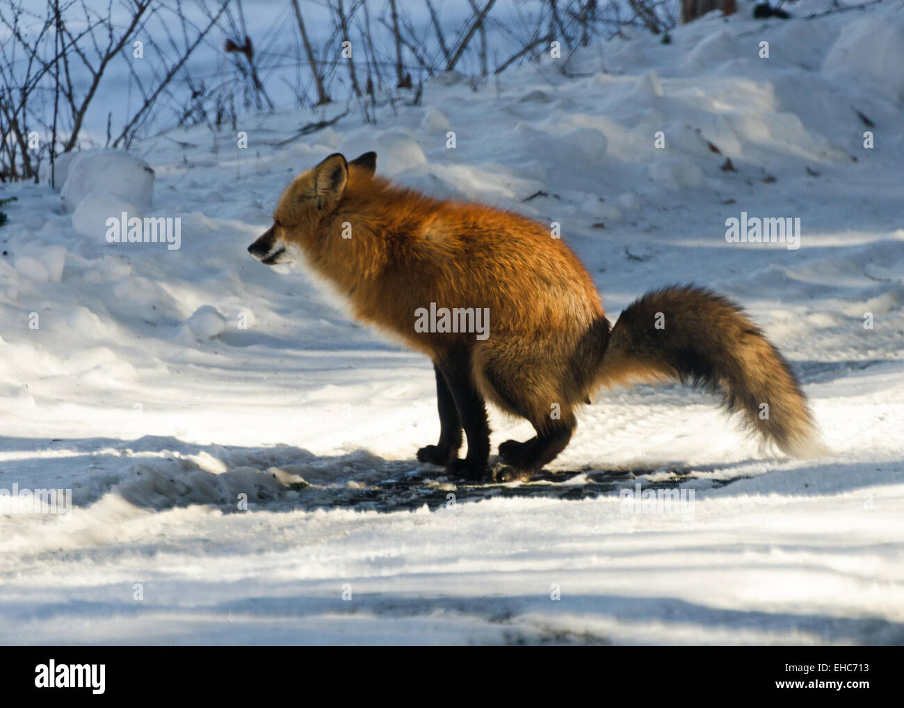 An Eastern American Red Fox (Vulpes vulpes fulvus) defecating on a snowy road Stock Photo - Alamy