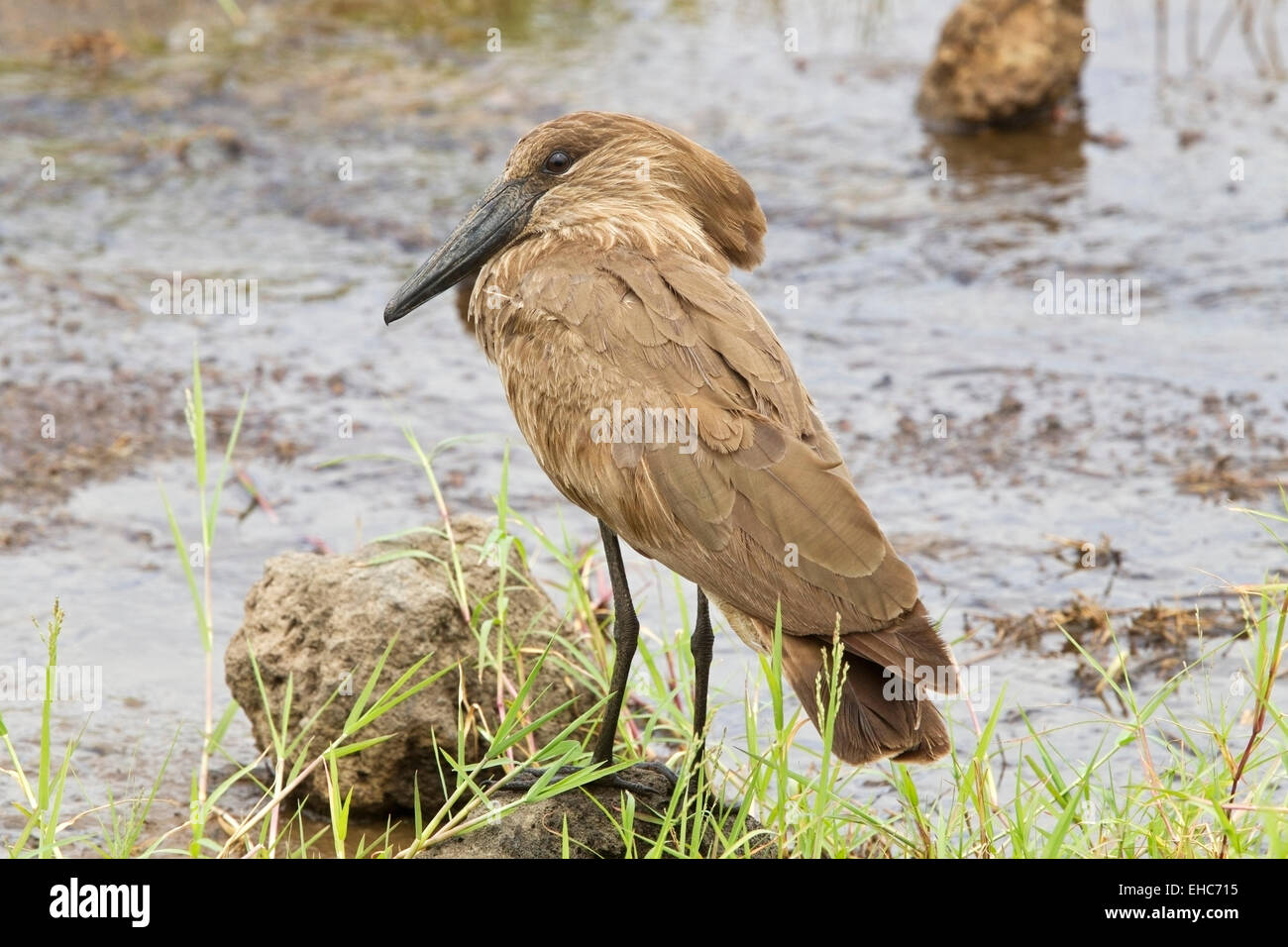 Hammerkop stork scopus umbretta adult hi-res stock photography and ...