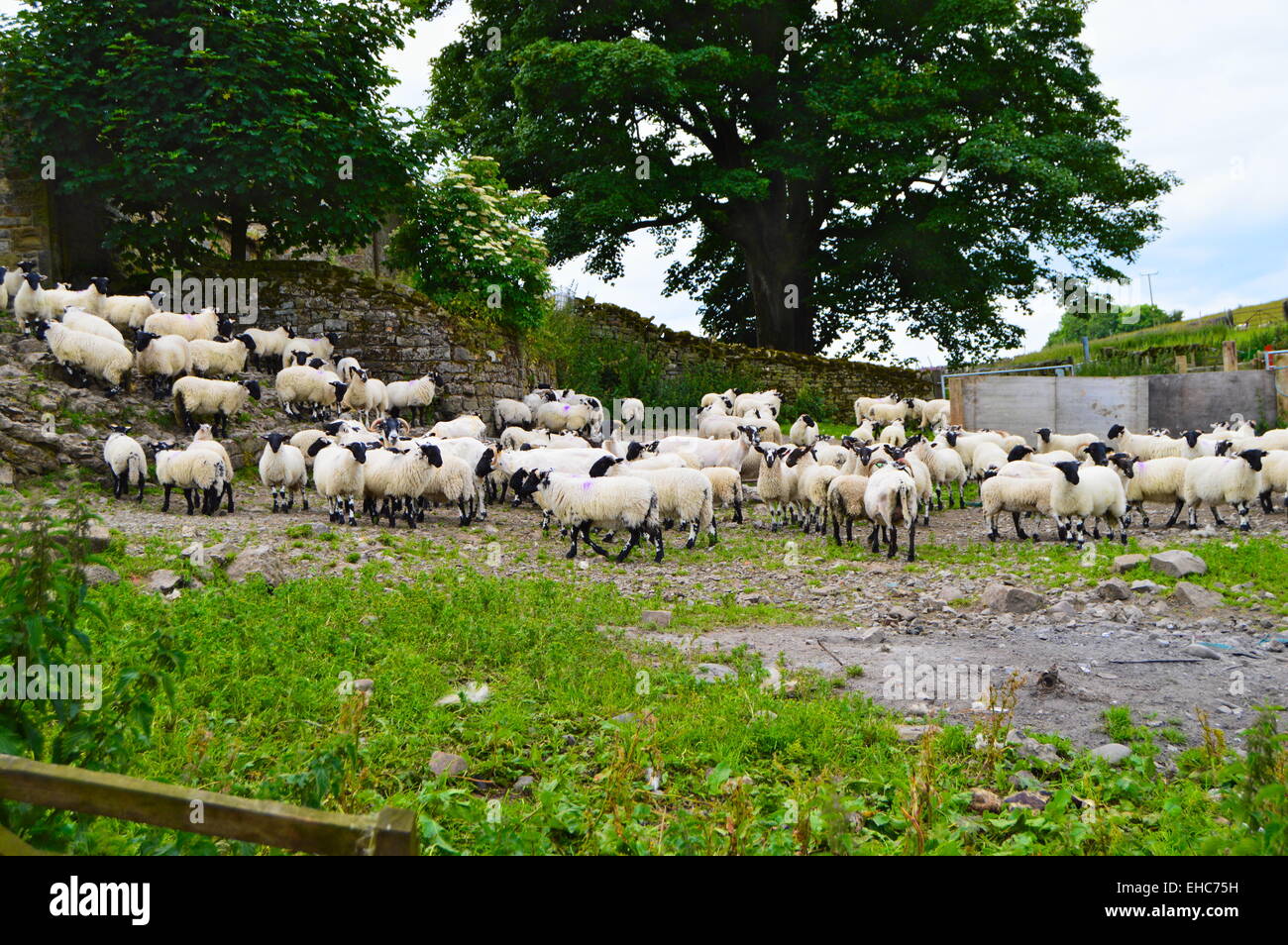 Sheep in farmyard Stock Photo - Alamy
