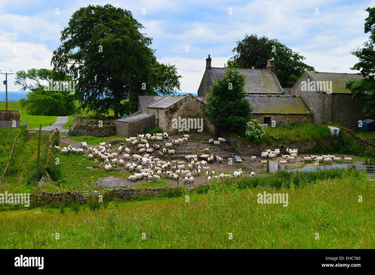 Sheep in farmyard Stock Photo - Alamy