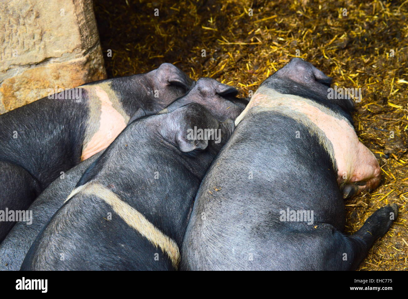 Pig asleep in the sty hi-res stock photography and images - Alamy