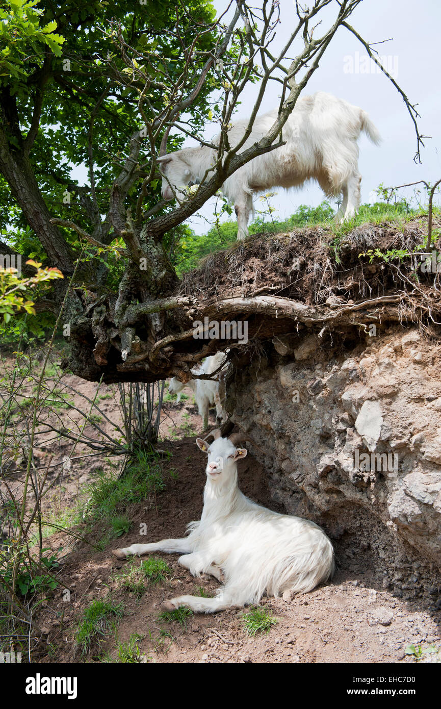 Saanen goats hi-res stock photography and images - Alamy