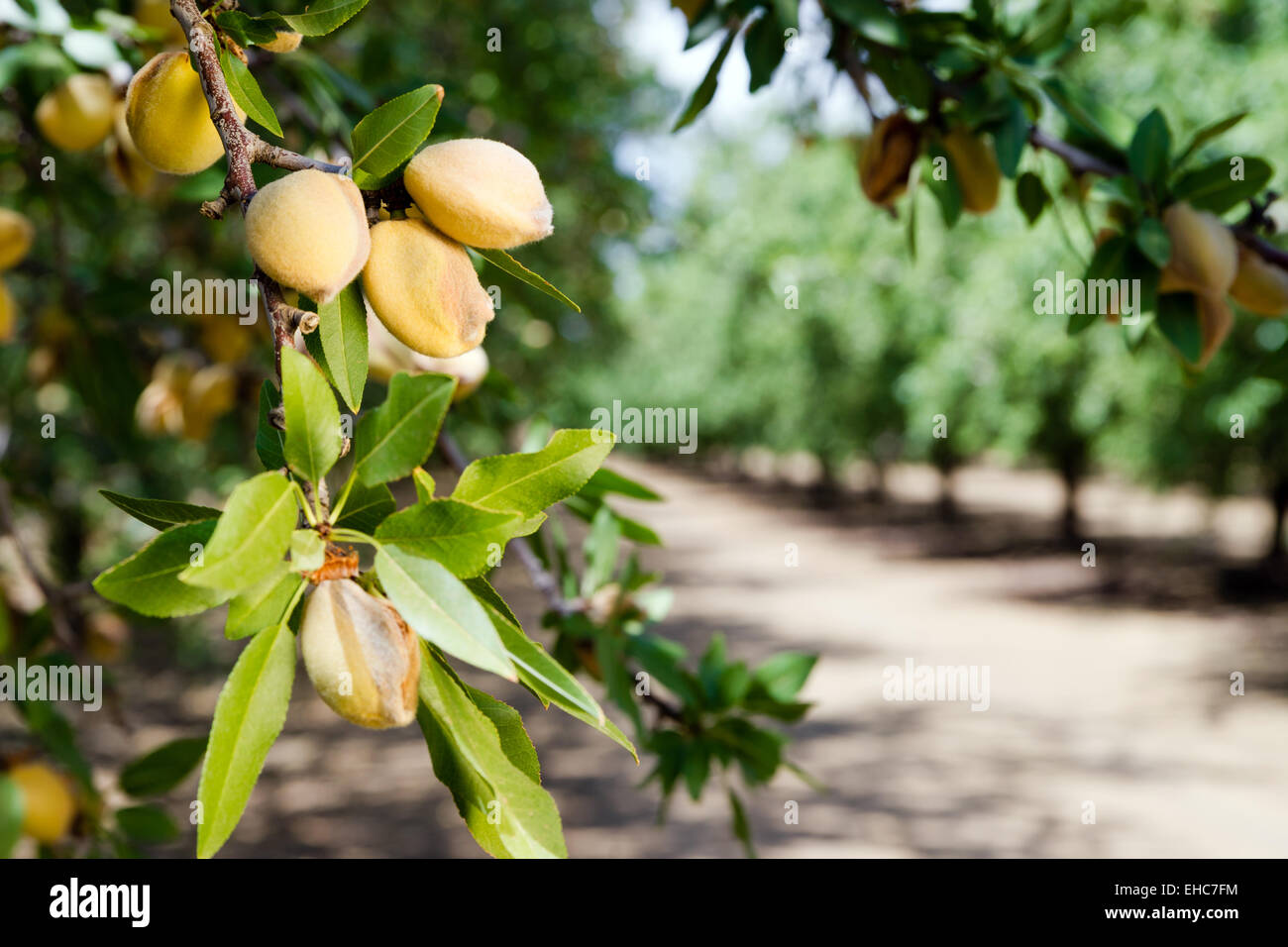 Healthy raw nuts still growing in the farmer's orchard Stock Photo - Alamy