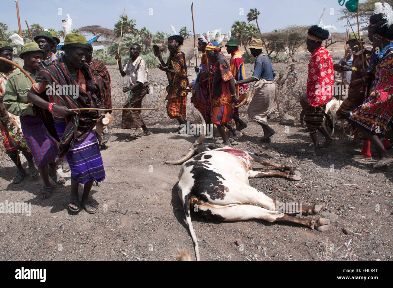 Elders dancing around a sacrified bull at a Turkana wedding ...