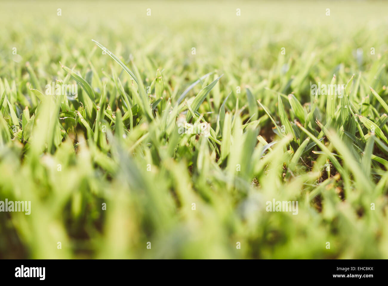grass meadow background Stock Photo - Alamy