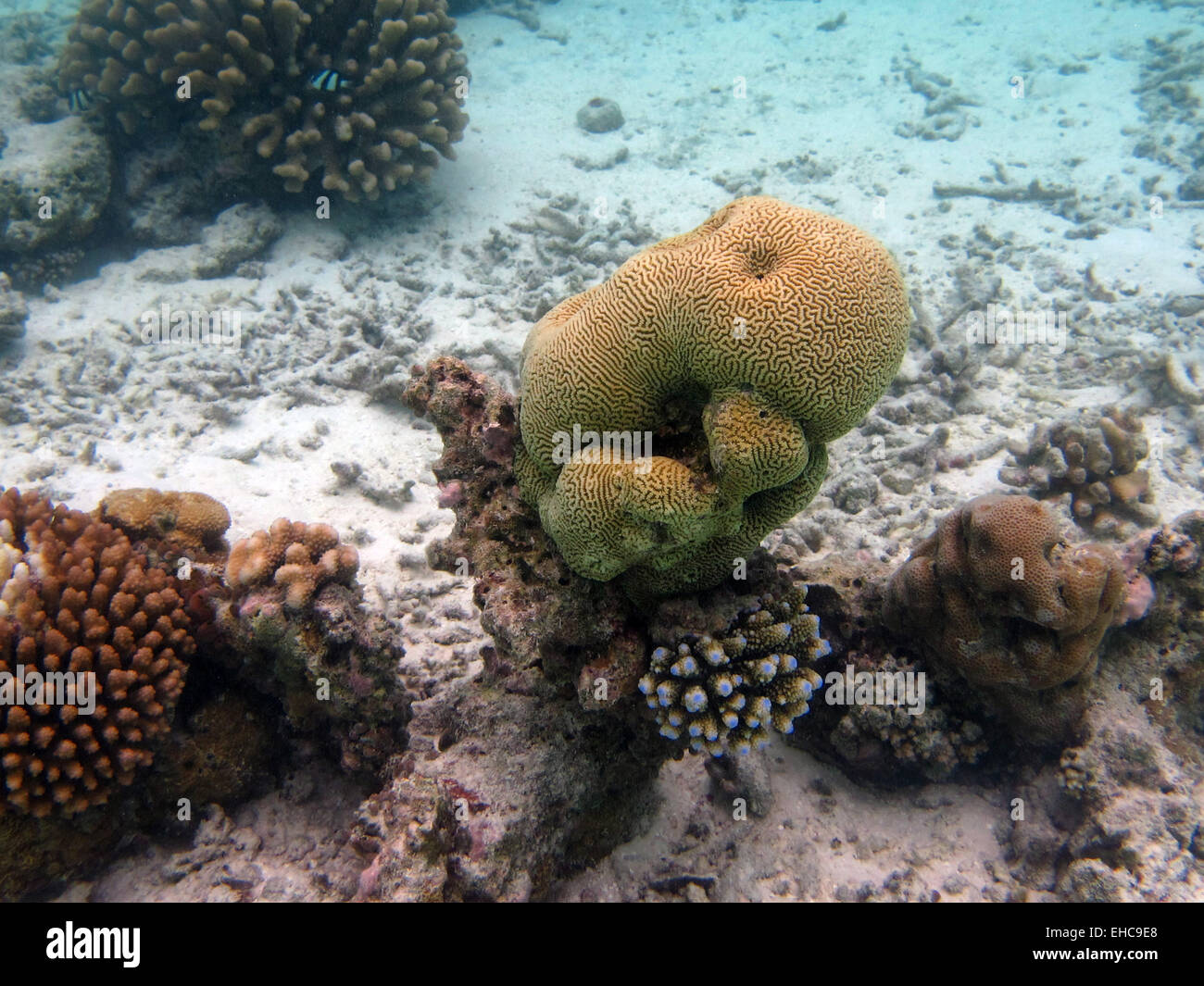 Brain coral and Porites finger coral on a reef in the Maldives Stock ...