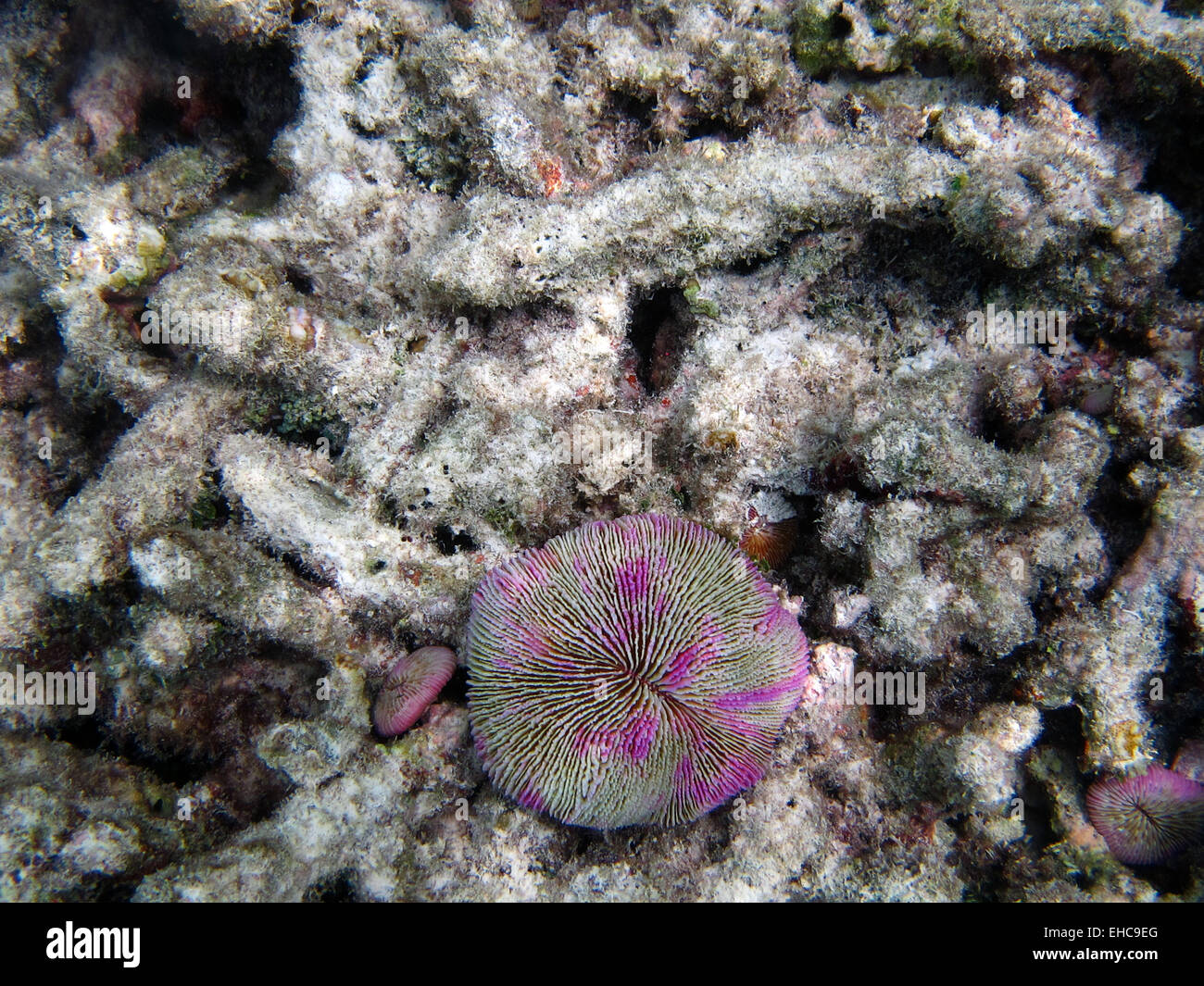 Fungia coral on a coral reef in the Maldives Stock Photo - Alamy