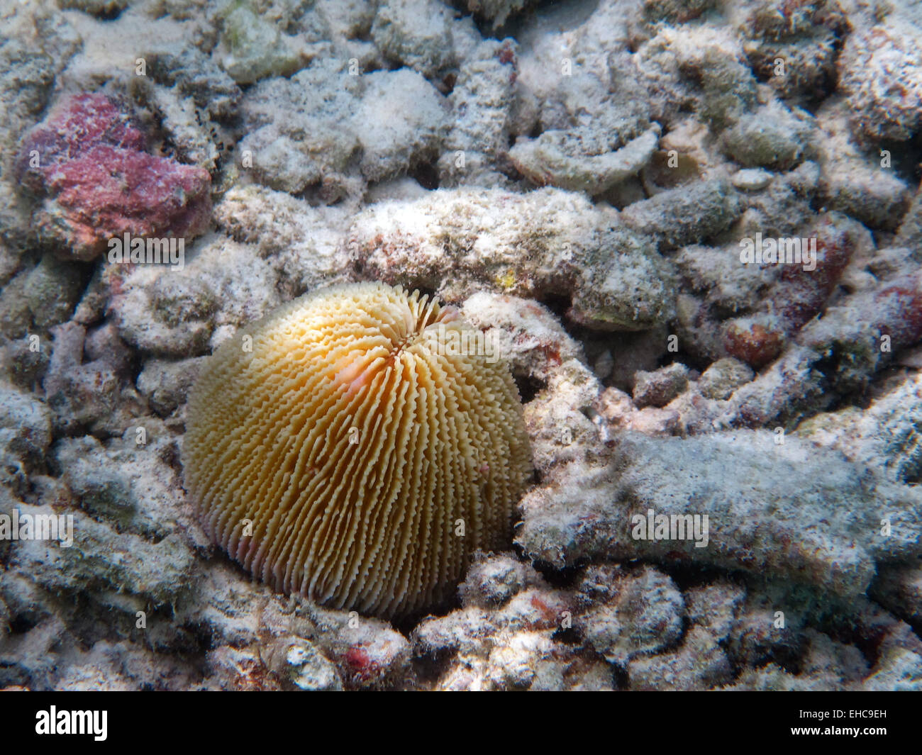 Fungia coral on a coral reef in the Maldives Stock Photo - Alamy