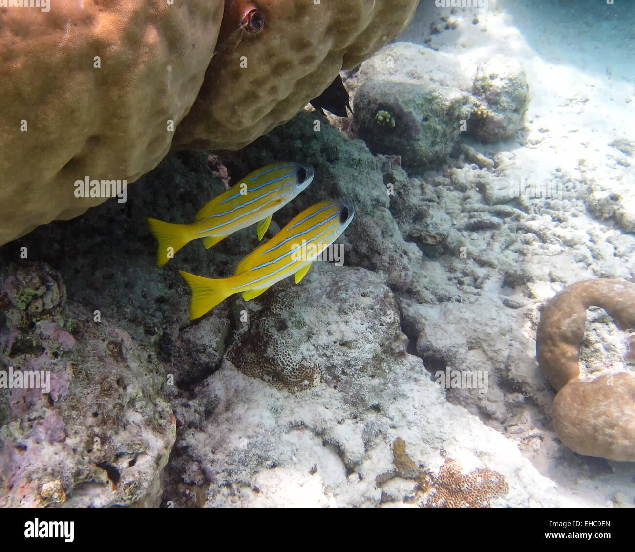 Two Kashmir Snapper or Blue-stripe Snapper fish shelter under a brain ...