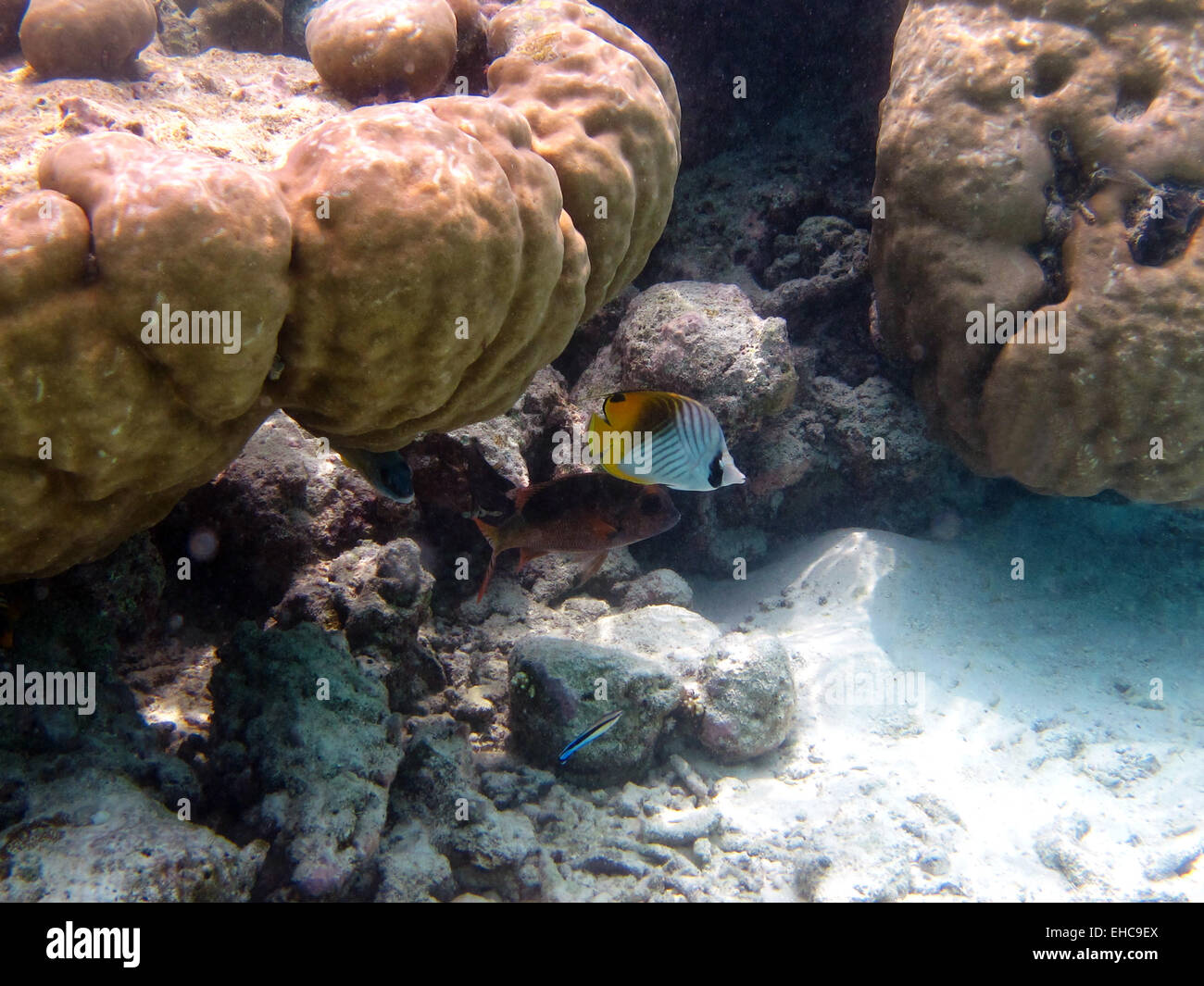 Sabretooth blenny hi-res stock photography and images - Alamy