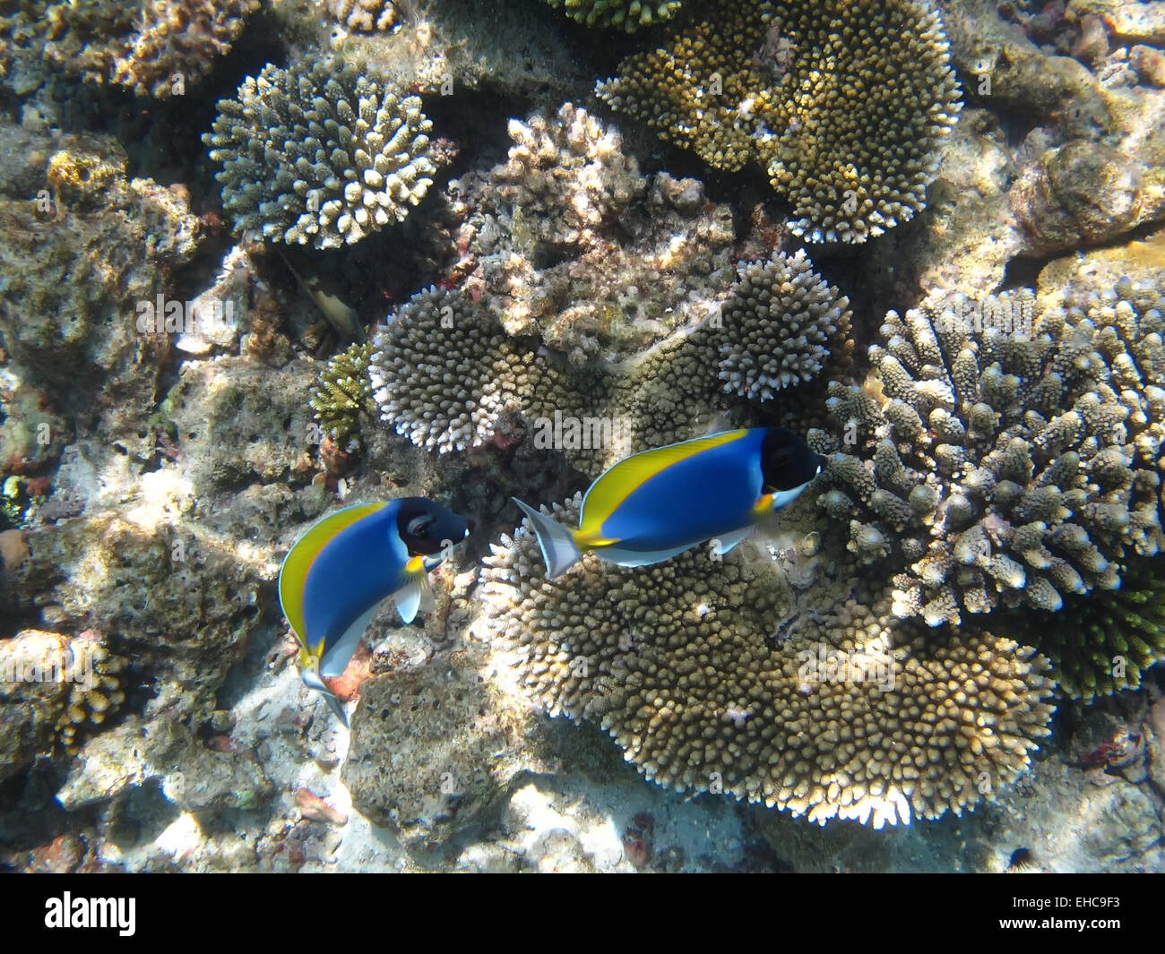 Two Powder-blue Surgeonfish swim over a coral reef in the Maldives ...