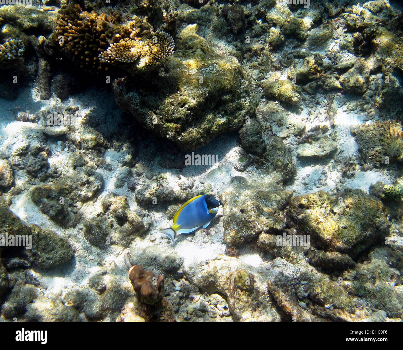 A Powder-blue Surgeonfish swims over a coral reef in the Maldives Stock ...