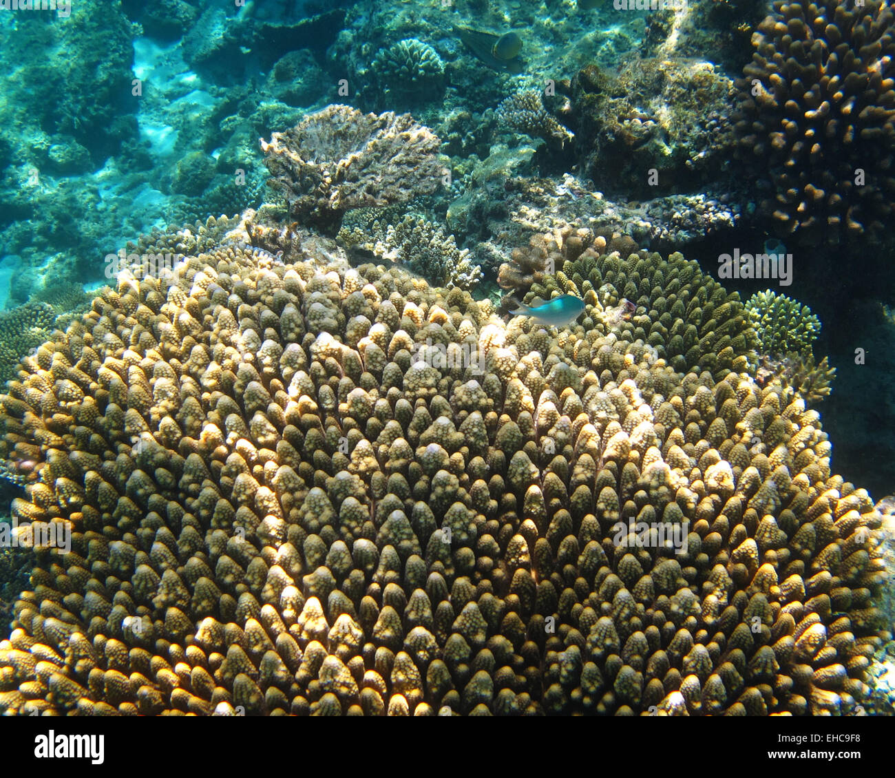 A Peacock damselfish swim over a coral reef in the Maldives Stock Photo ...