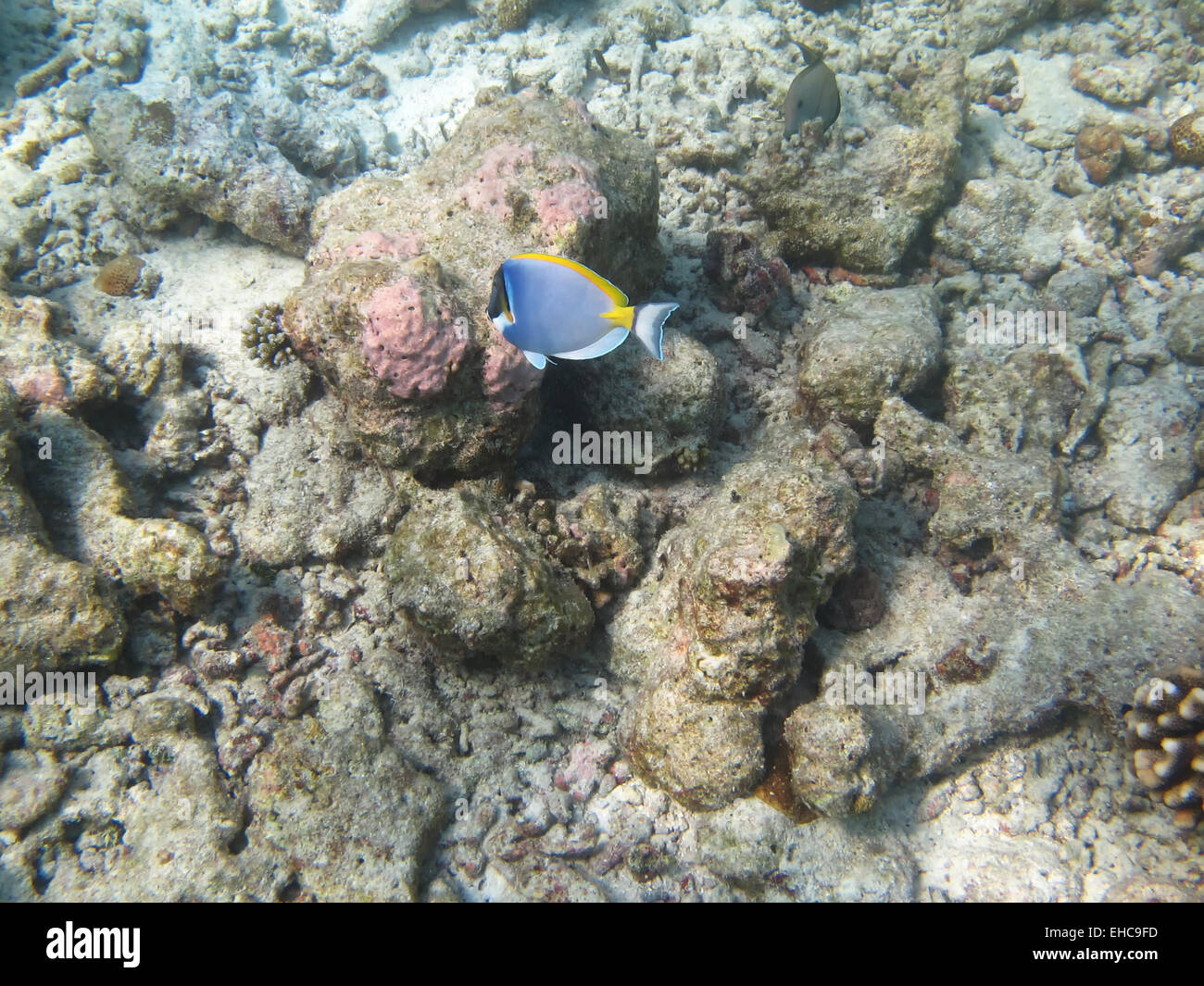 A Powder-blue Surgeonfish swims over a coral reef in the Maldives Stock ...