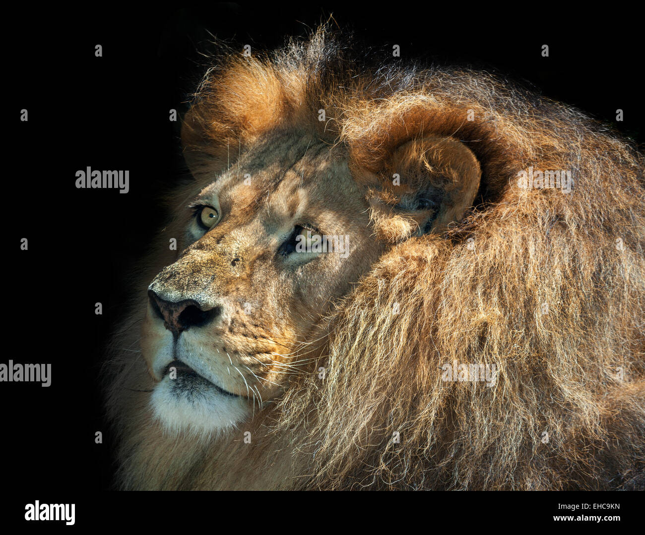a moody lion thinking Stock Photo - Alamy