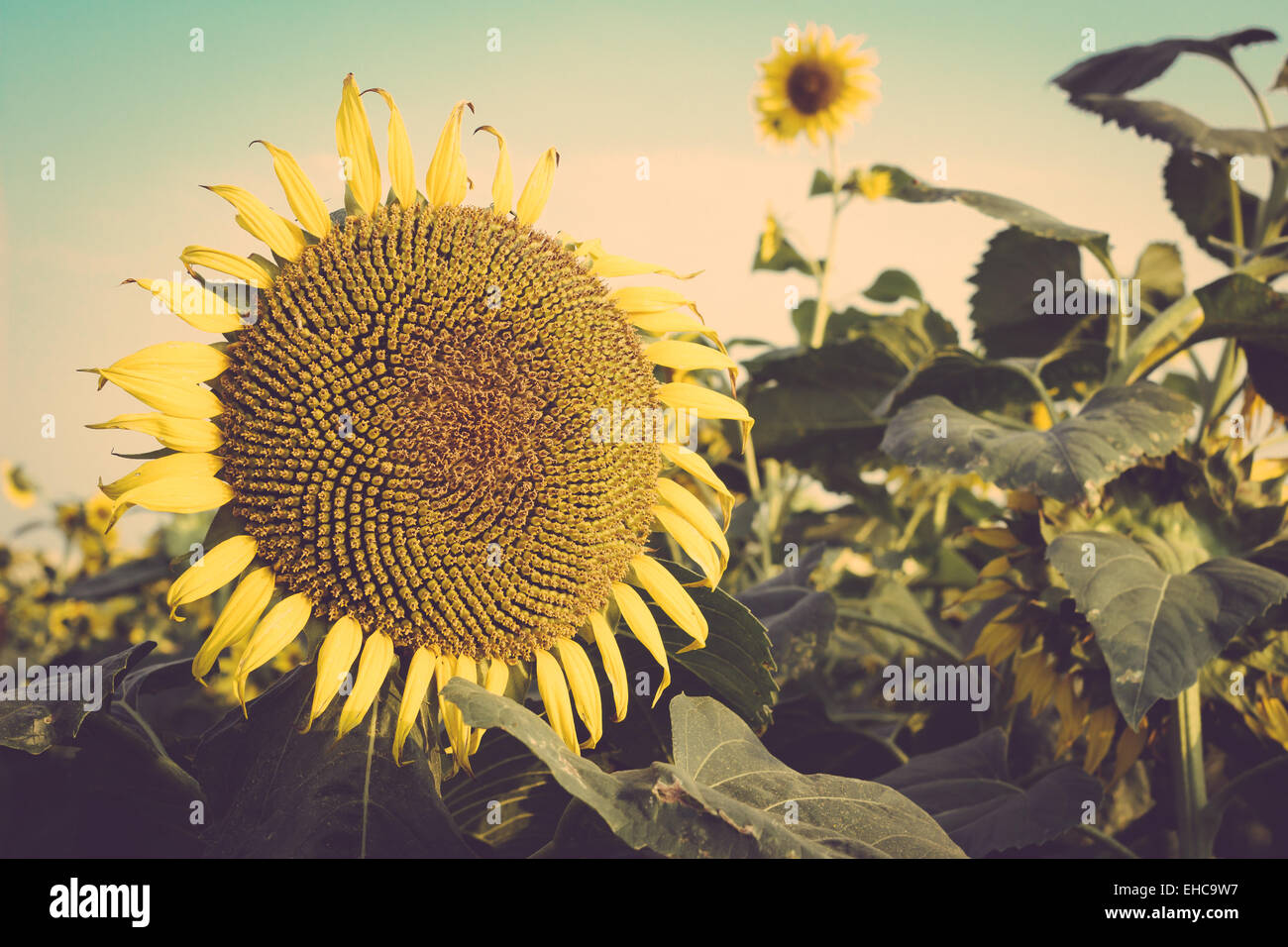 sunflower field against blue sky vintage retro Stock Photo - Alamy