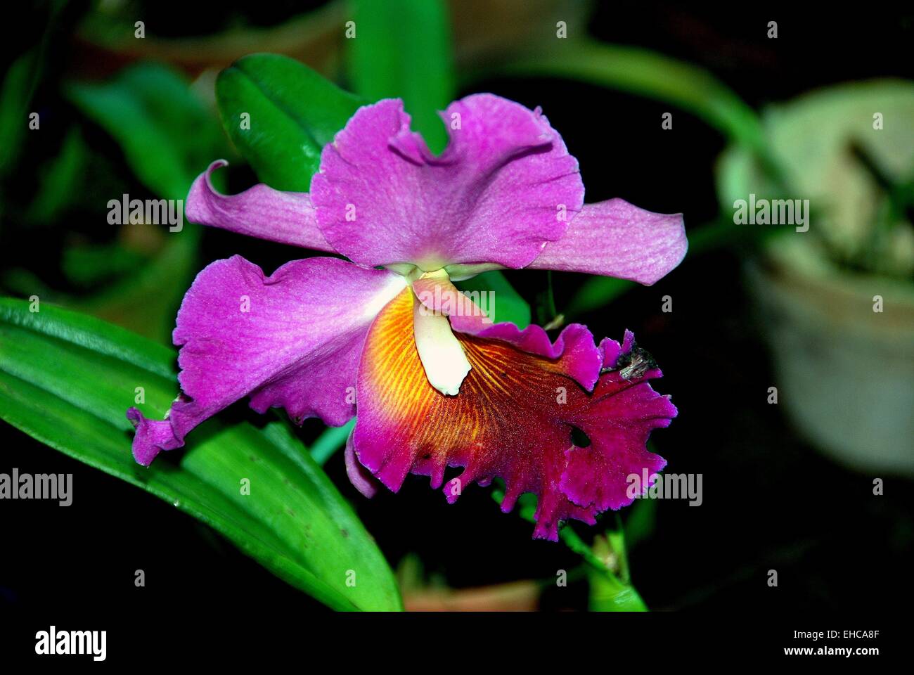 Penang, Malaysia: A two-toned purple Cattleya tropical orchid in full ...