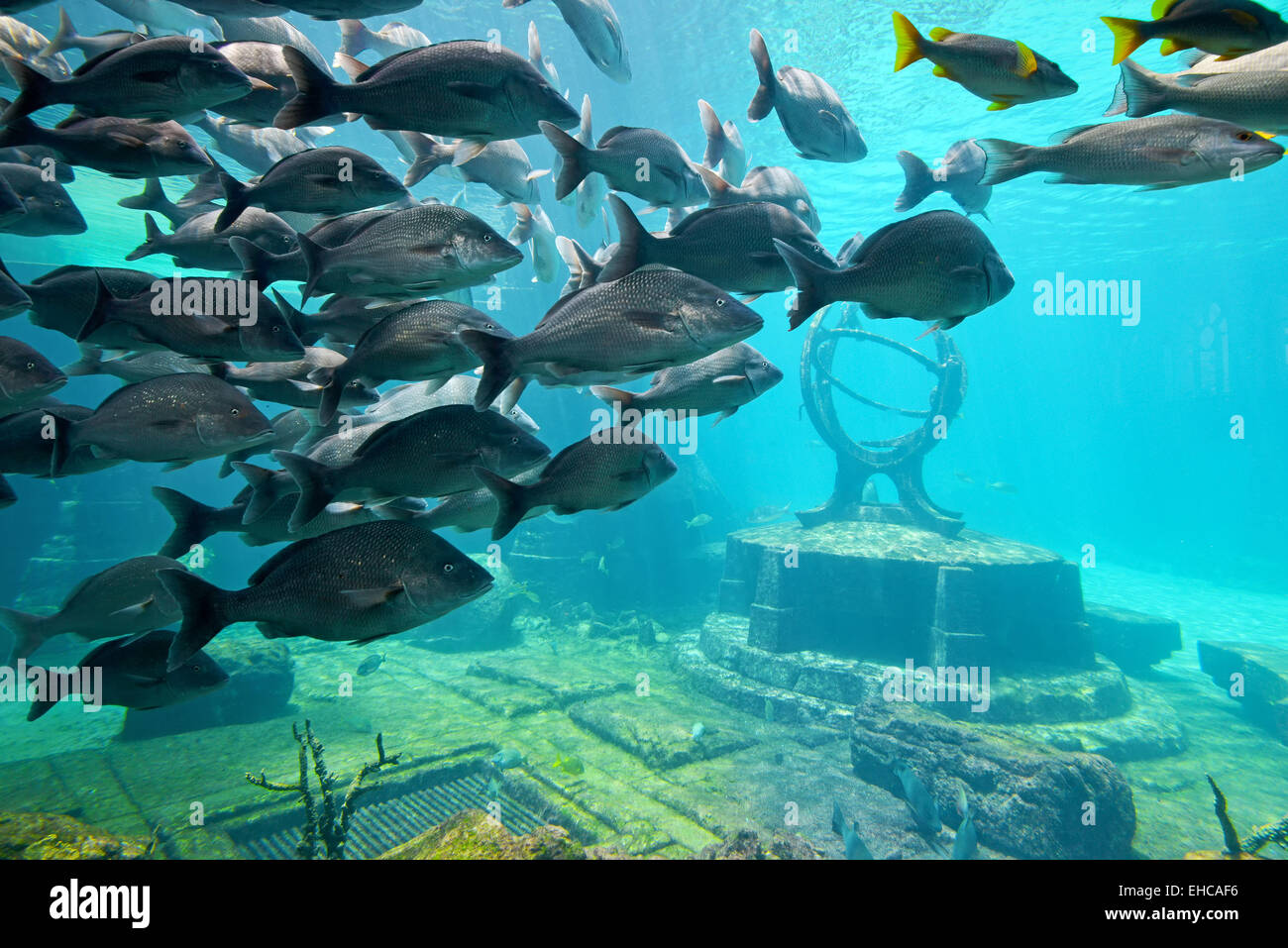 Panoramic underwater hi-res stock photography and images - Alamy